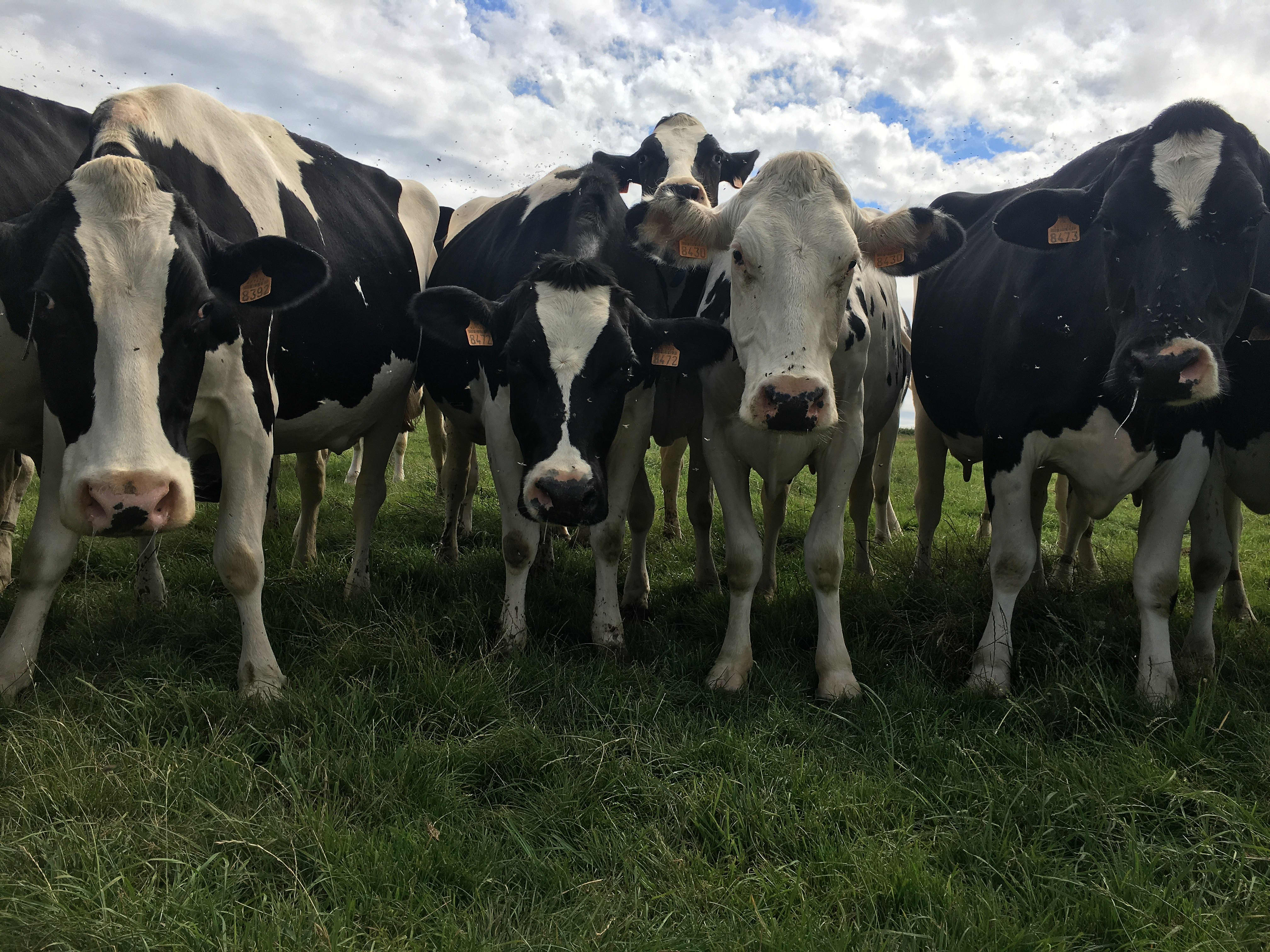 Supporting dairy farmers in France - General Mills